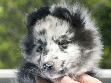 KeDiOs Shelties: Breeder of quality Shetland Sheepdogs in suburban ...