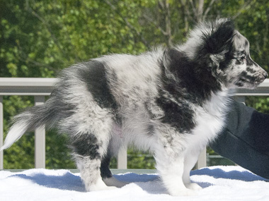 KeDiOs Shelties: Breeder of quality Shetland Sheepdogs in suburban ...