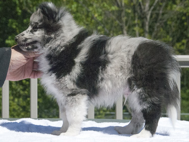 KeDiOs Shelties: Breeder of quality Shetland Sheepdogs in suburban ...